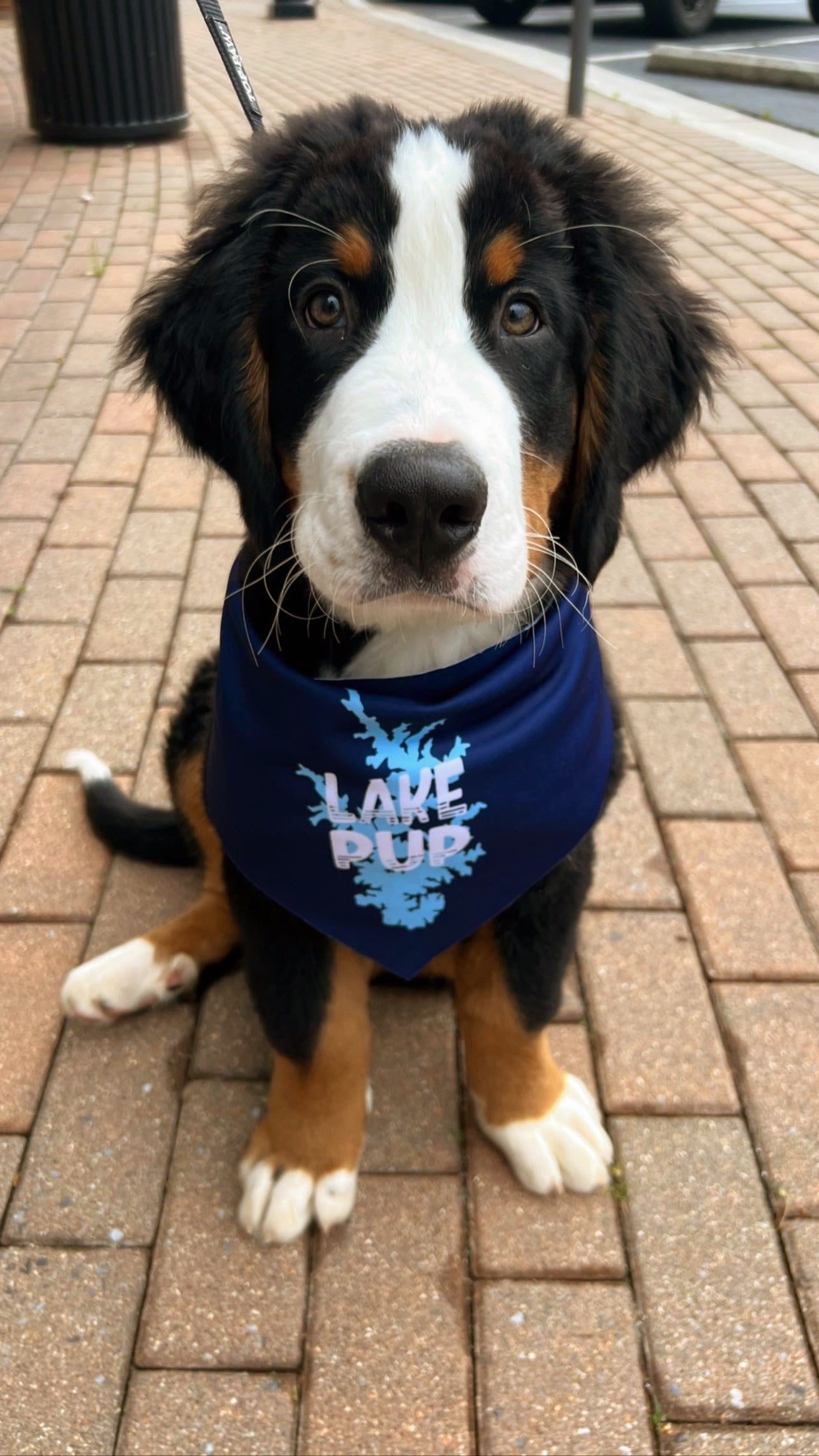 Lake Pup Dog Bandana - Navy Blue – LKN Local